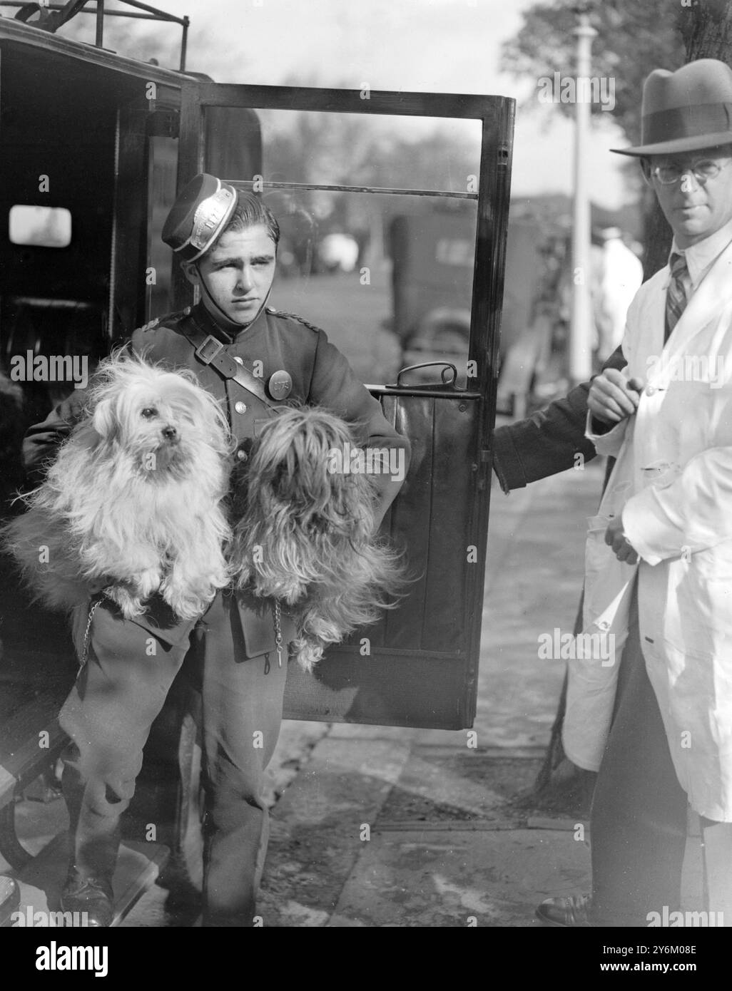 Kennel Club Show at the Crystal Palace. Honourable Mrs A McLaren ...
