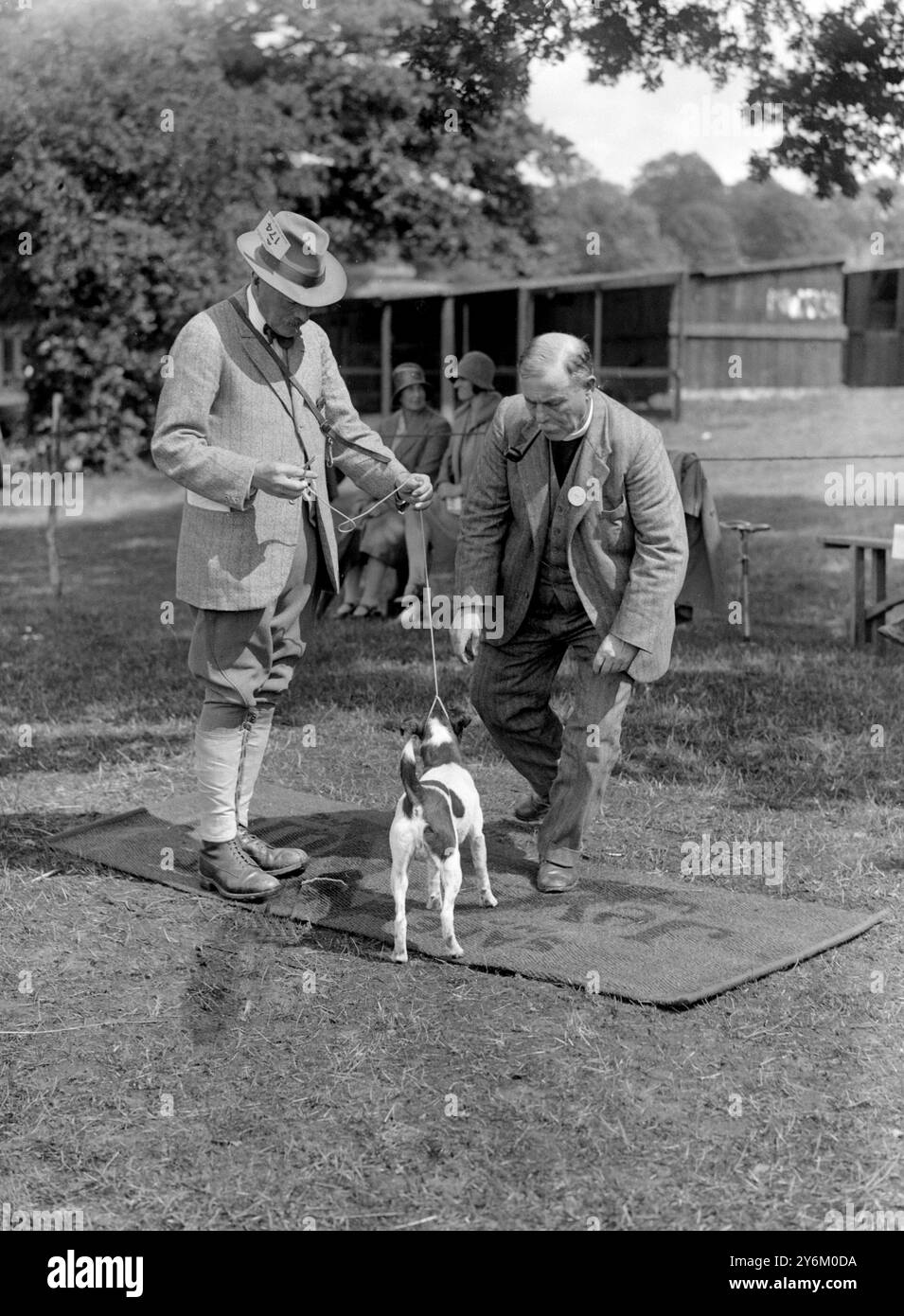 Fox terrier dogs Black and White Stock Photos & Images - Alamy
