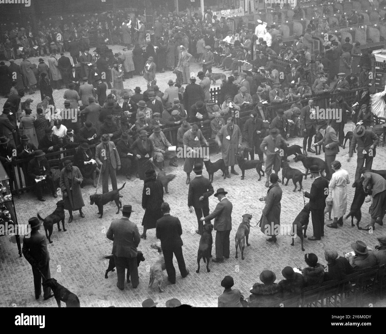 Cruft's Show at Agricultural Hall. Islington, London, 1936. General ...