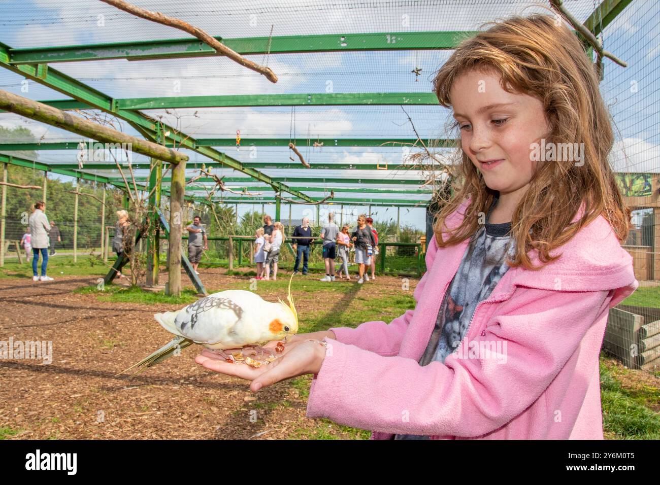 A fascinated young girl holds a cockatiel bird as it eats seeds from ...