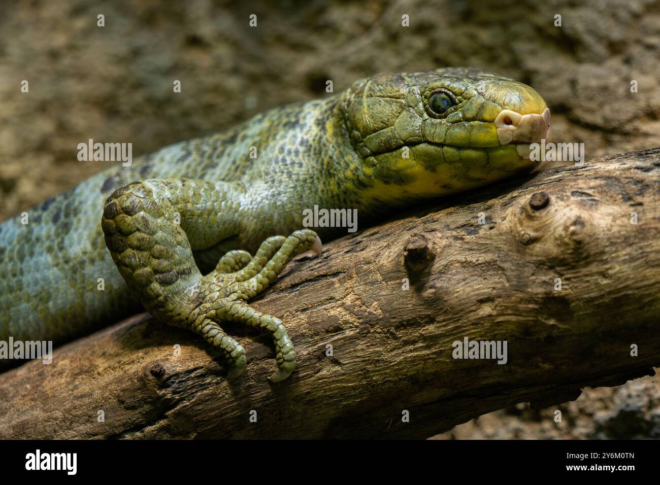 Solomon Island Skink - Corucia zebrata, portrait of unique large lizard ...
