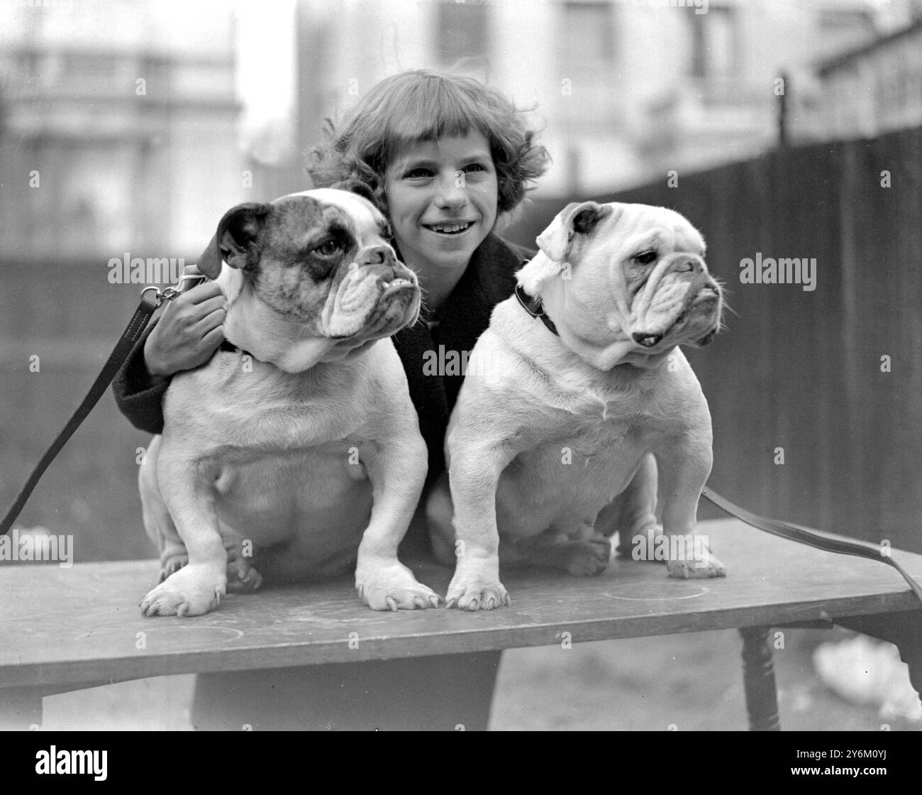 French Bulldog Show at Paddington, London. Entries from Mrs Hubert ...
