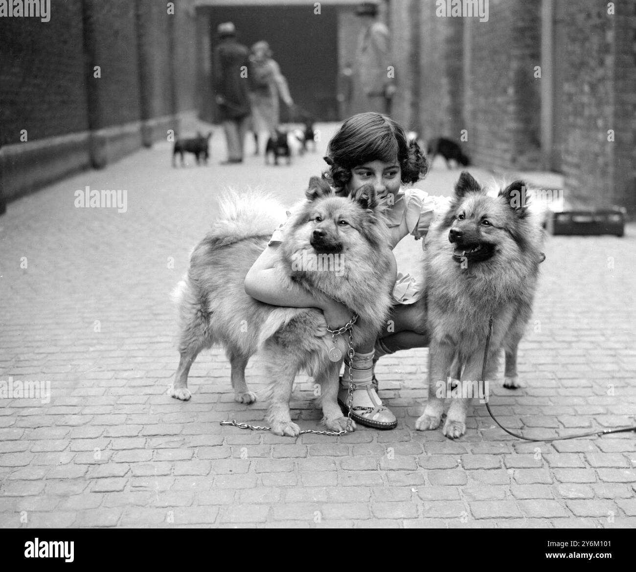 Dog Show at Tattersalls. Miss Doreen Peacock wih her Keeshonds. 1935 ...