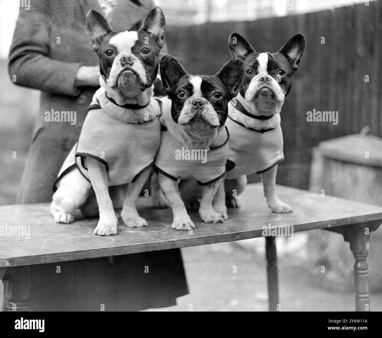 French Bulldog Show at Paddington. Mrs Irene Barrett with "Lord Sturdy ...