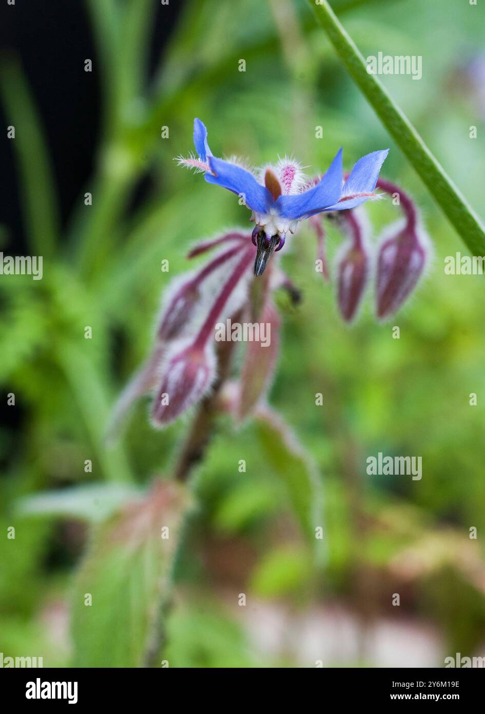 BORAGE Borago Officinalis also known as Starflower Stock Photo - Alamy