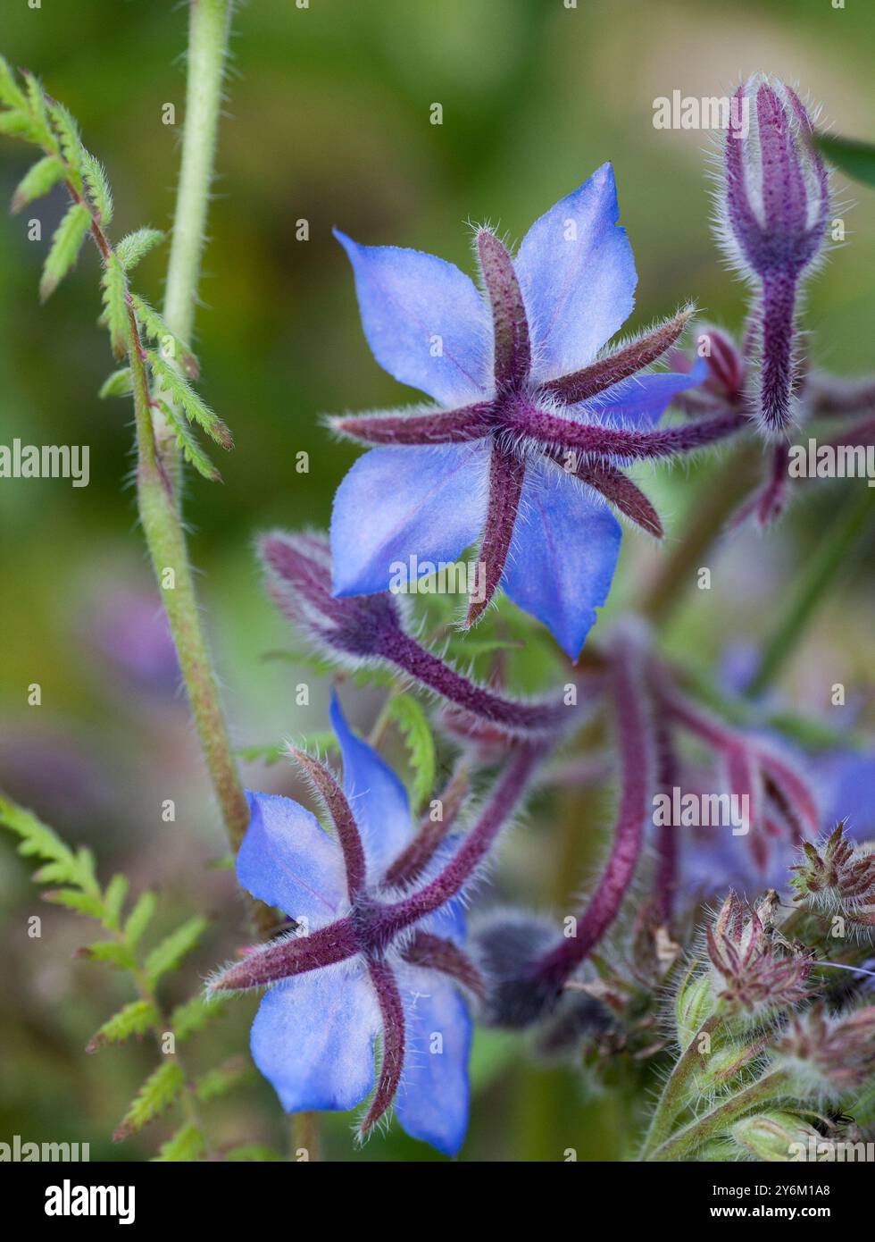 Borage officinalis known starflower hi-res stock photography and images ...