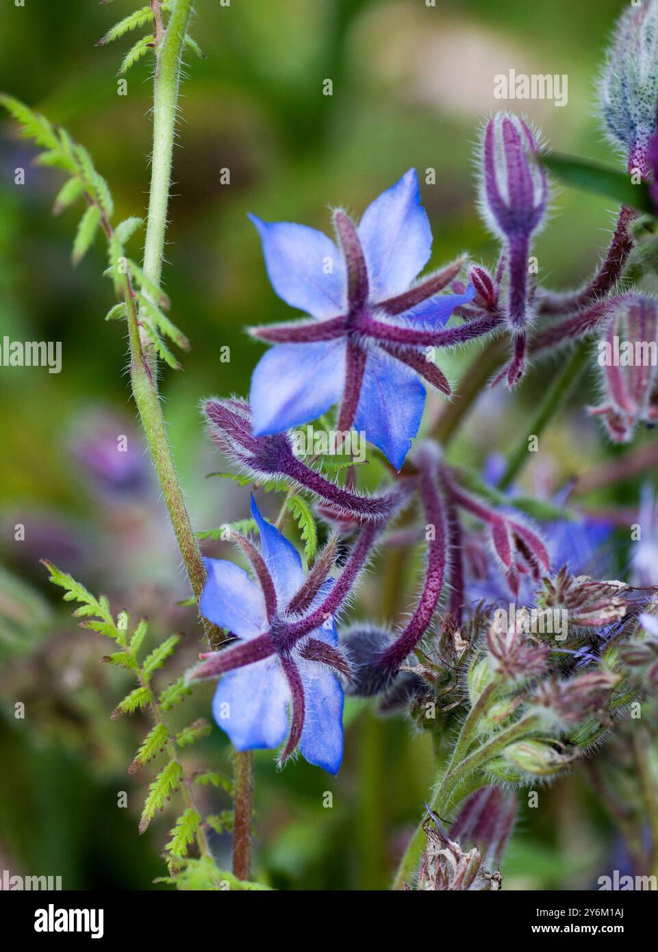 BORAGE Borago Officinalis also known as Starflower Stock Photo - Alamy