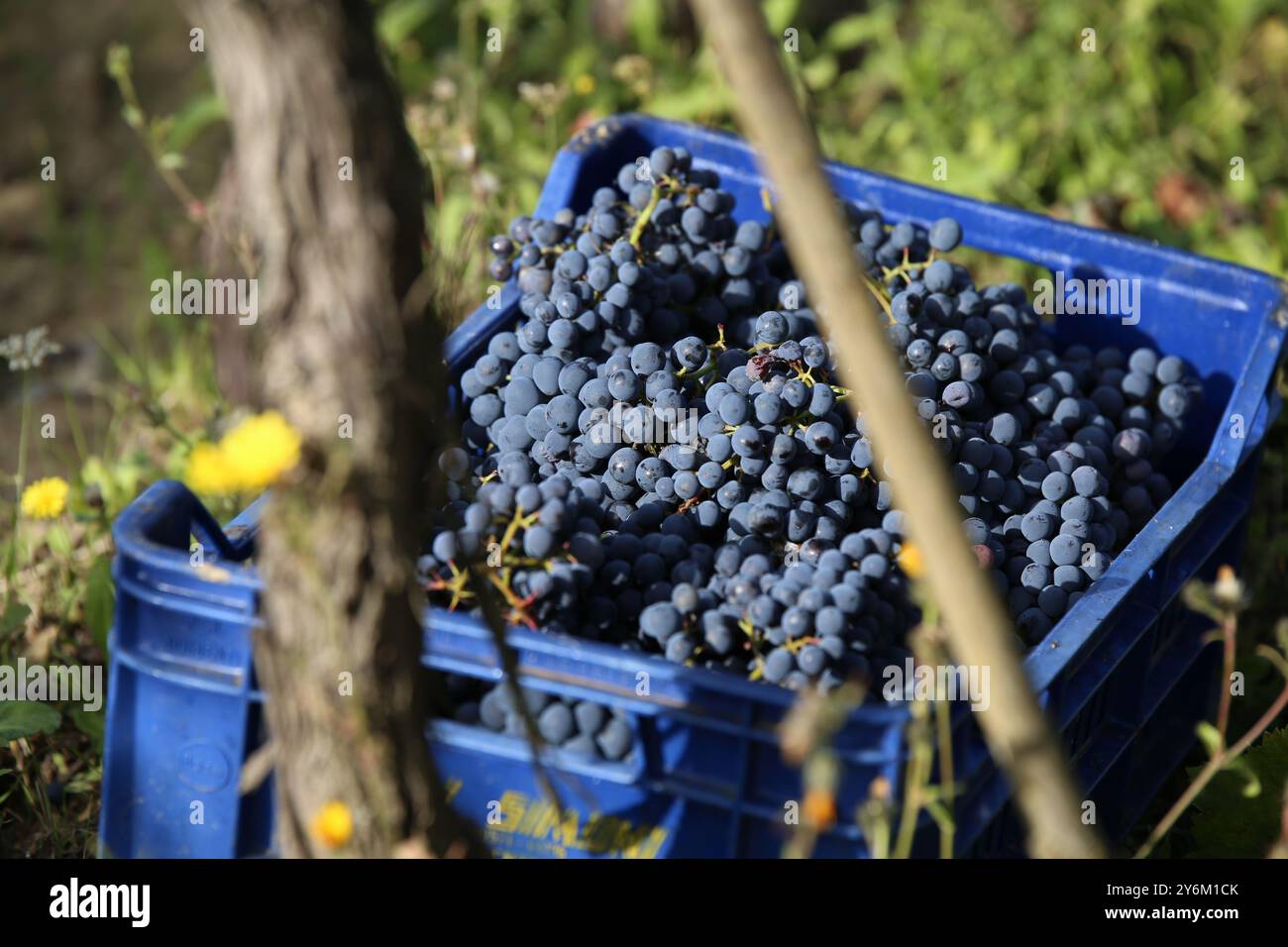 Grape harvest crate full of grapes Stock Photo - Alamy