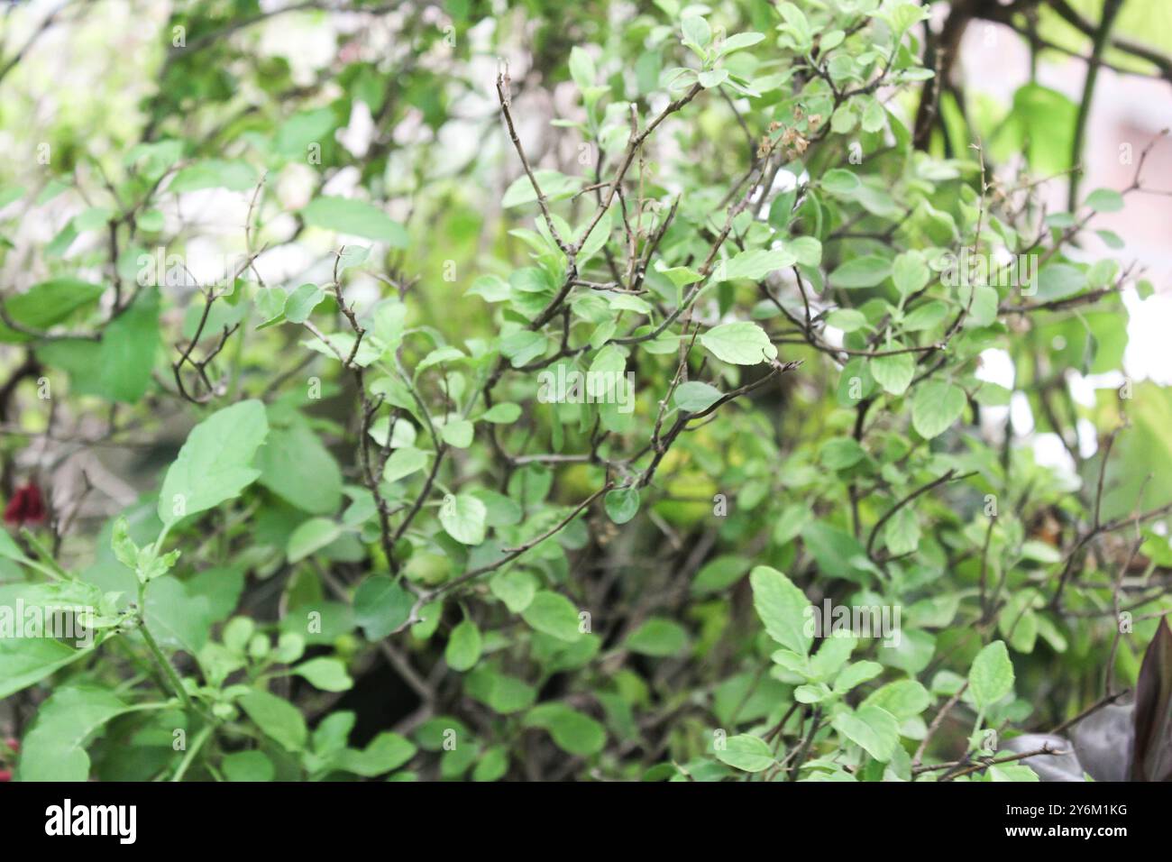 fresh indian Medicinal plant green tulsi or holy basil herb for hindu ...