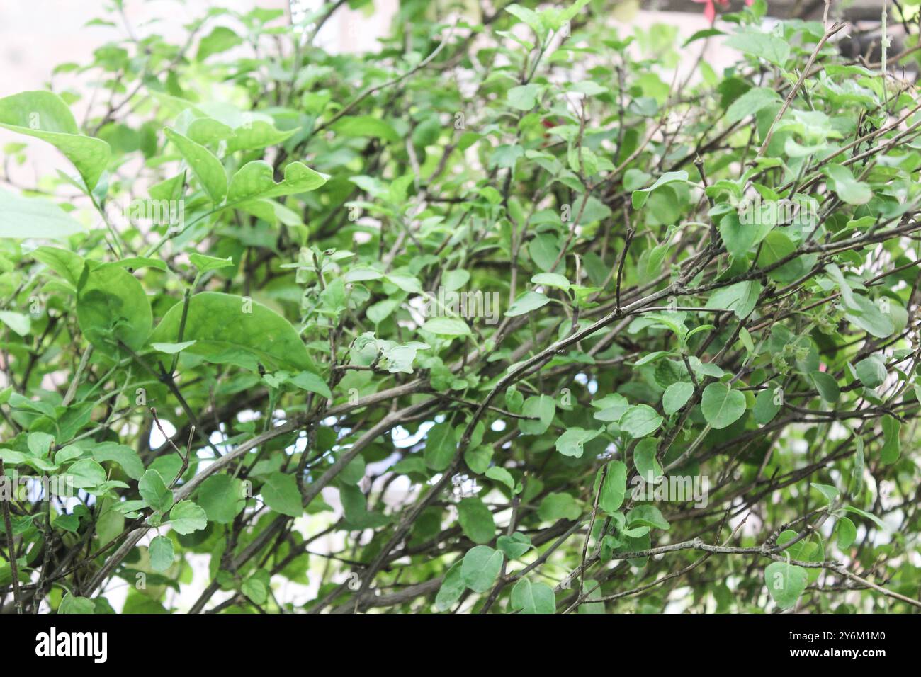 fresh indian Medicinal plant green tulsi or holy basil herb for hindu ...