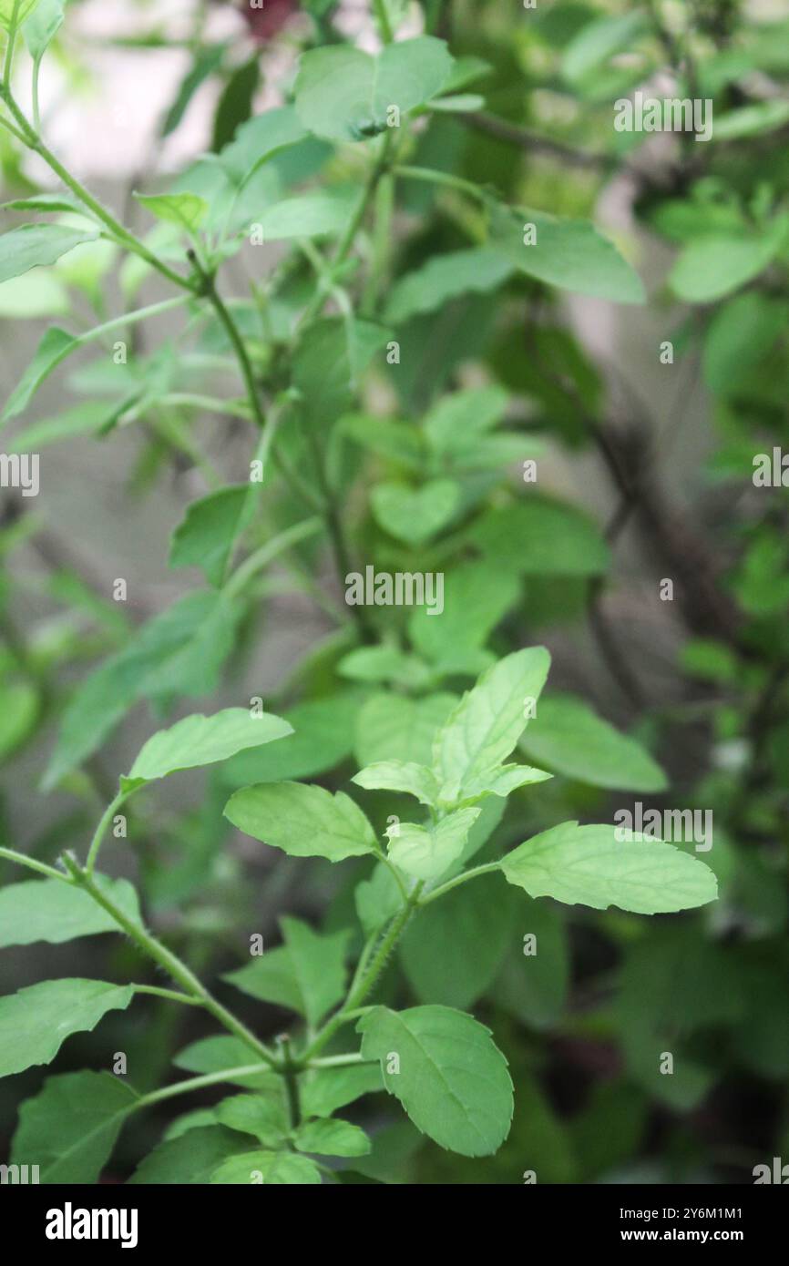 Tulsi puja hi-res stock photography and images - Alamy