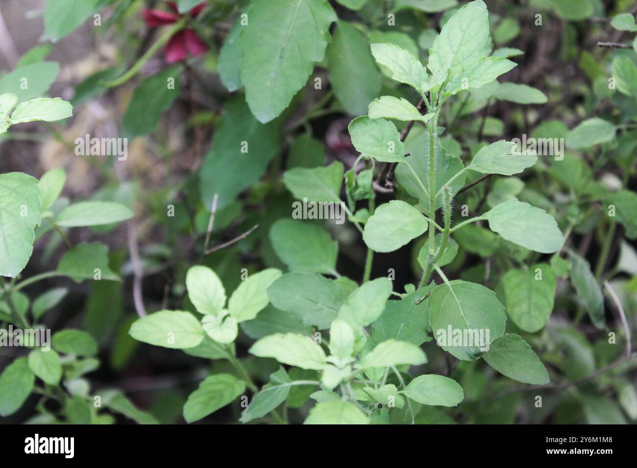 fresh indian Medicinal plant green tulsi or holy basil herb for hindu ...