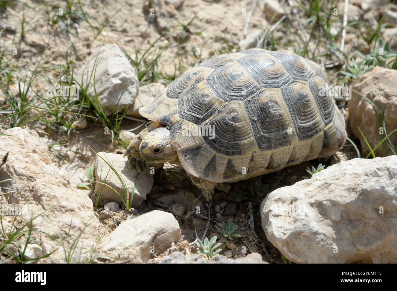 Jordan, middle east, Dana nature reserve , Hermann turtle, Testudo ...
