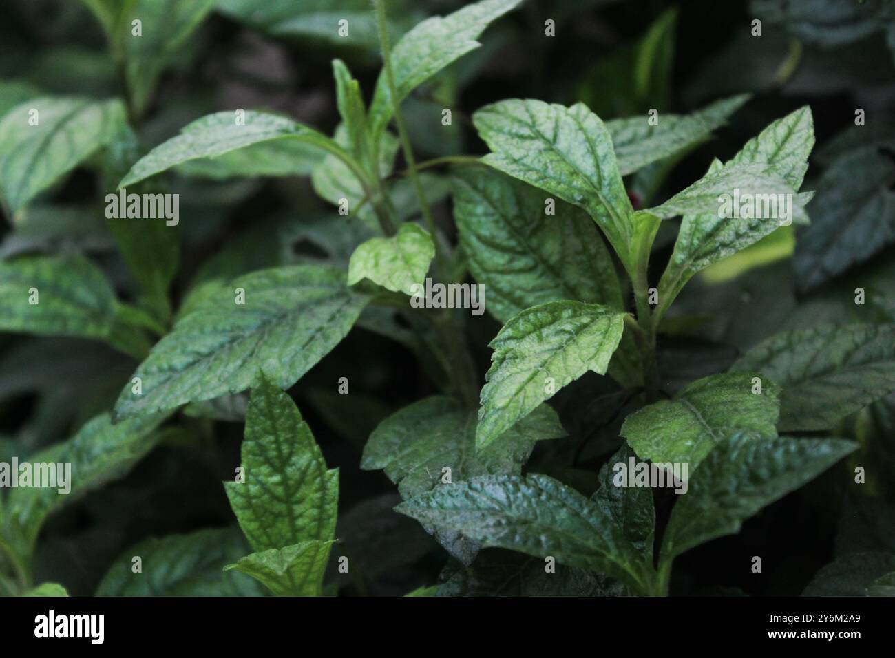 Decorative plant, several types of plants that have unique textured ...