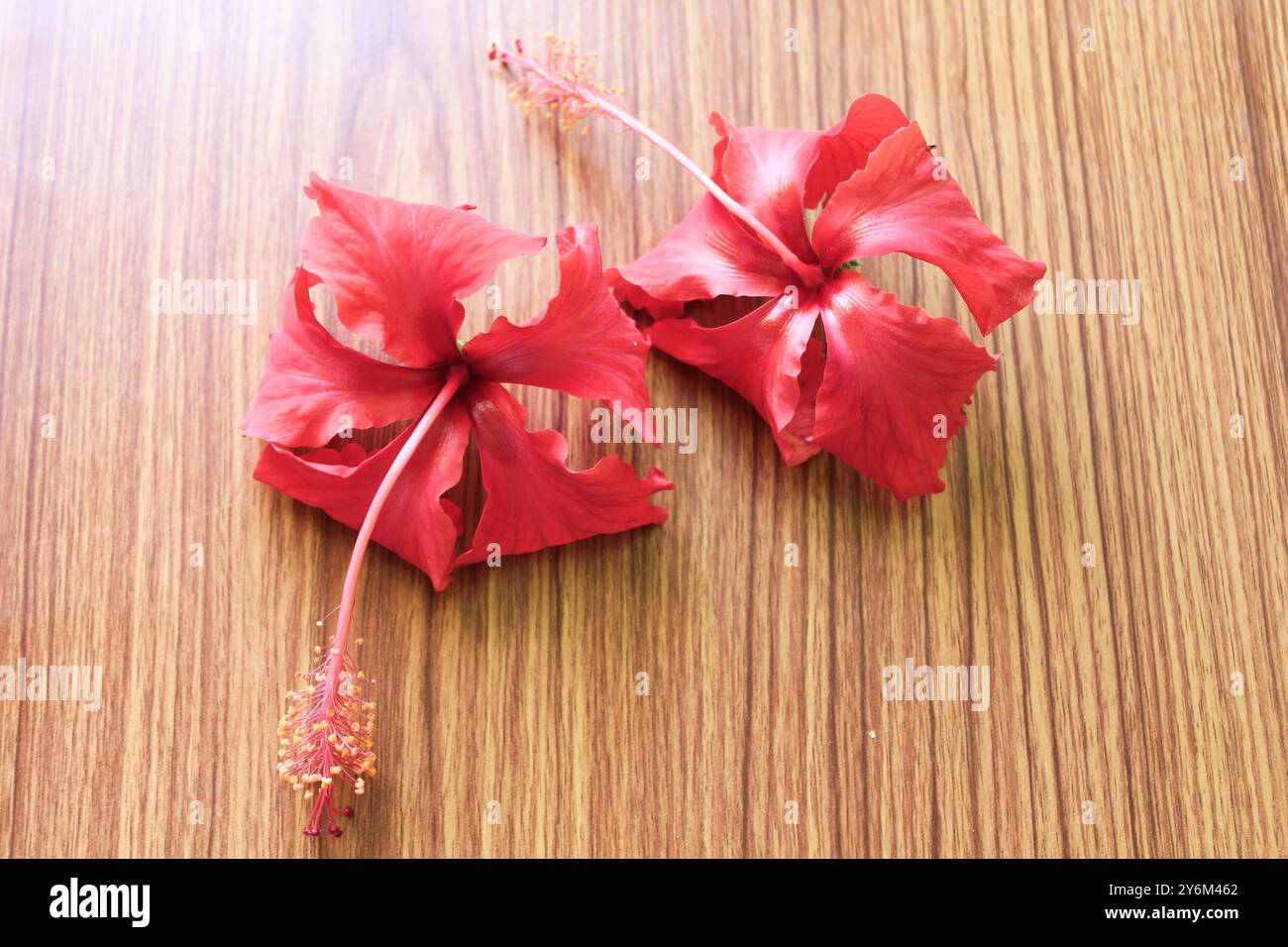 colorful red flowers hibiscus local flora of asia arrangement flat lay ...
