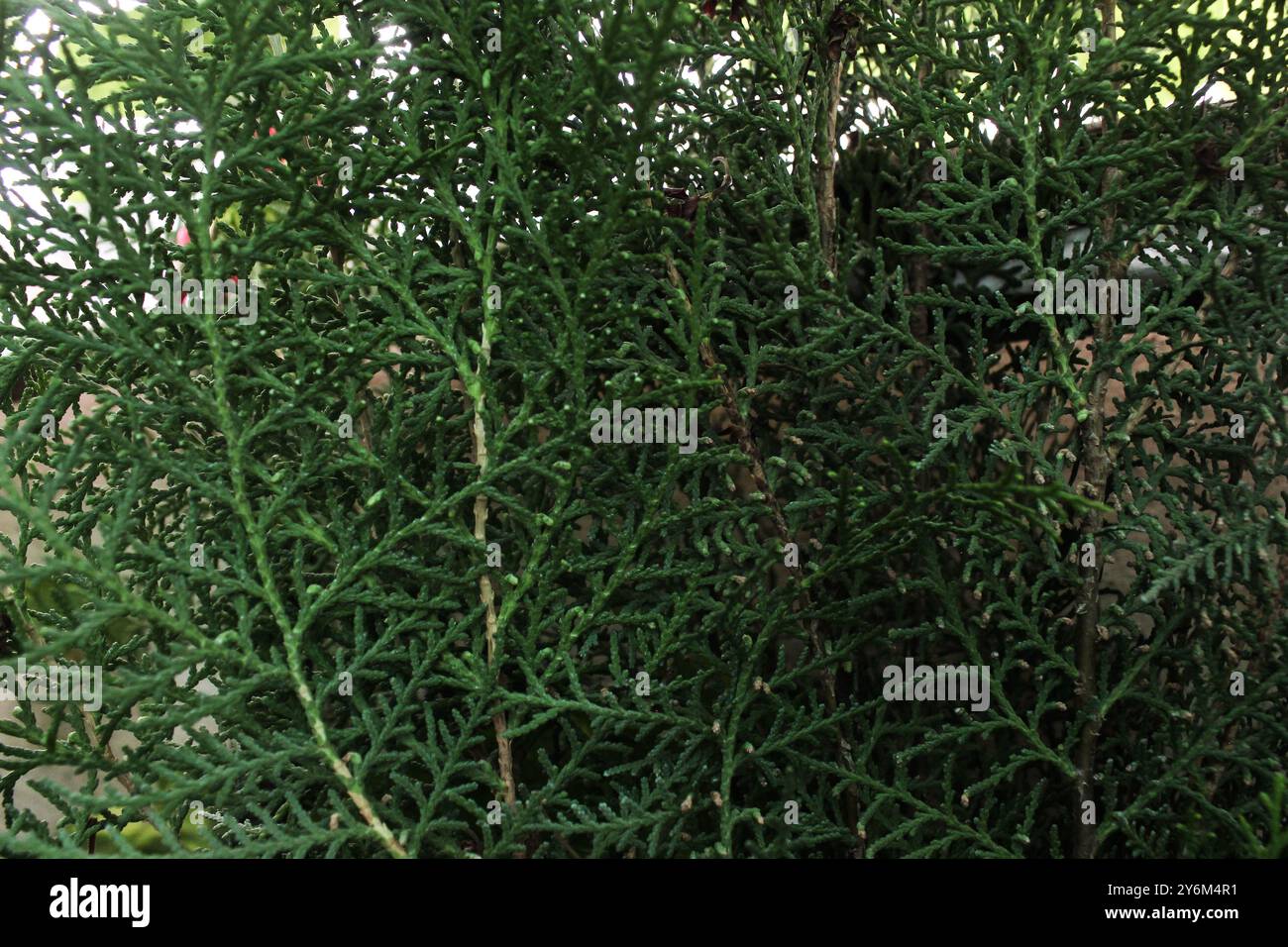 fresh green christmas leaves, branches of thuja trees on green ...