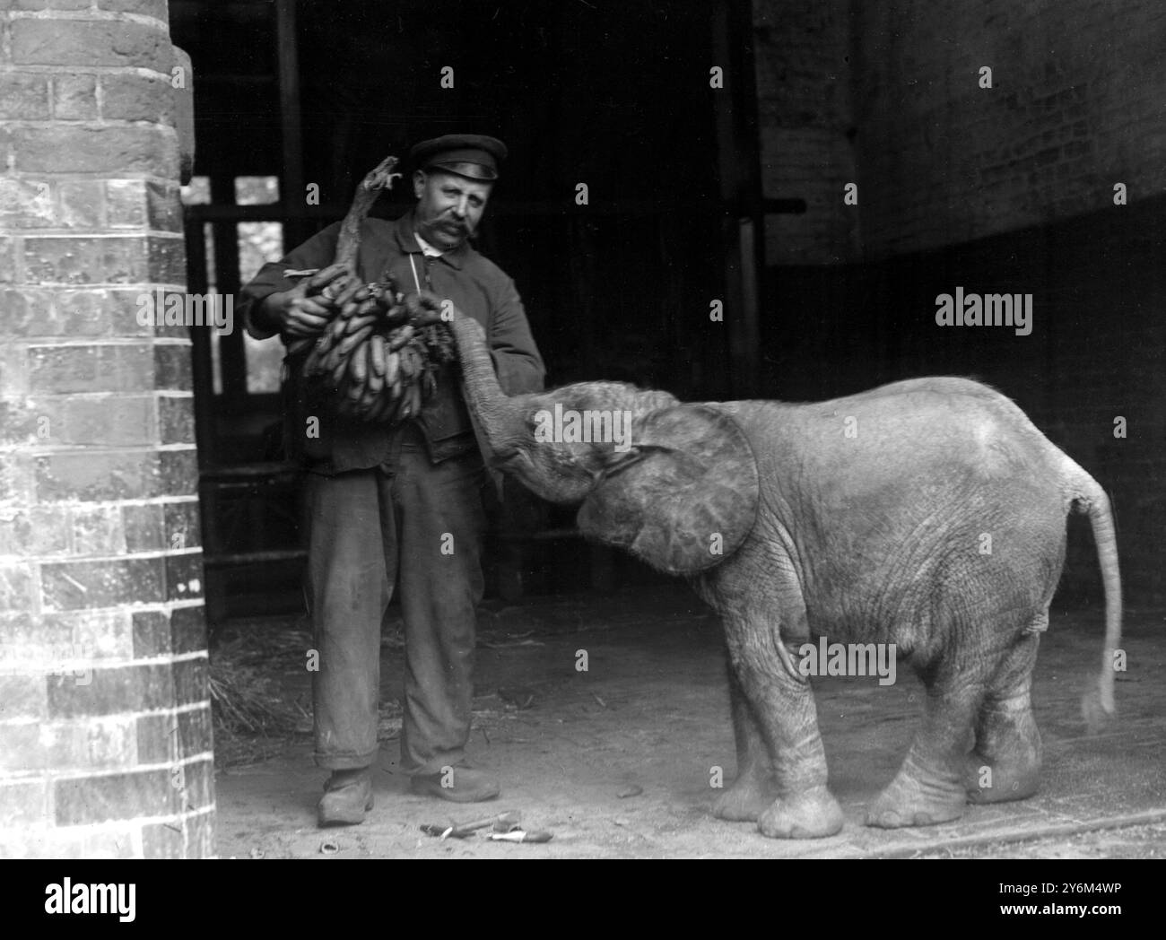 At The Zoo. African baby pigmy elephant which consumes 150 bananas a ...