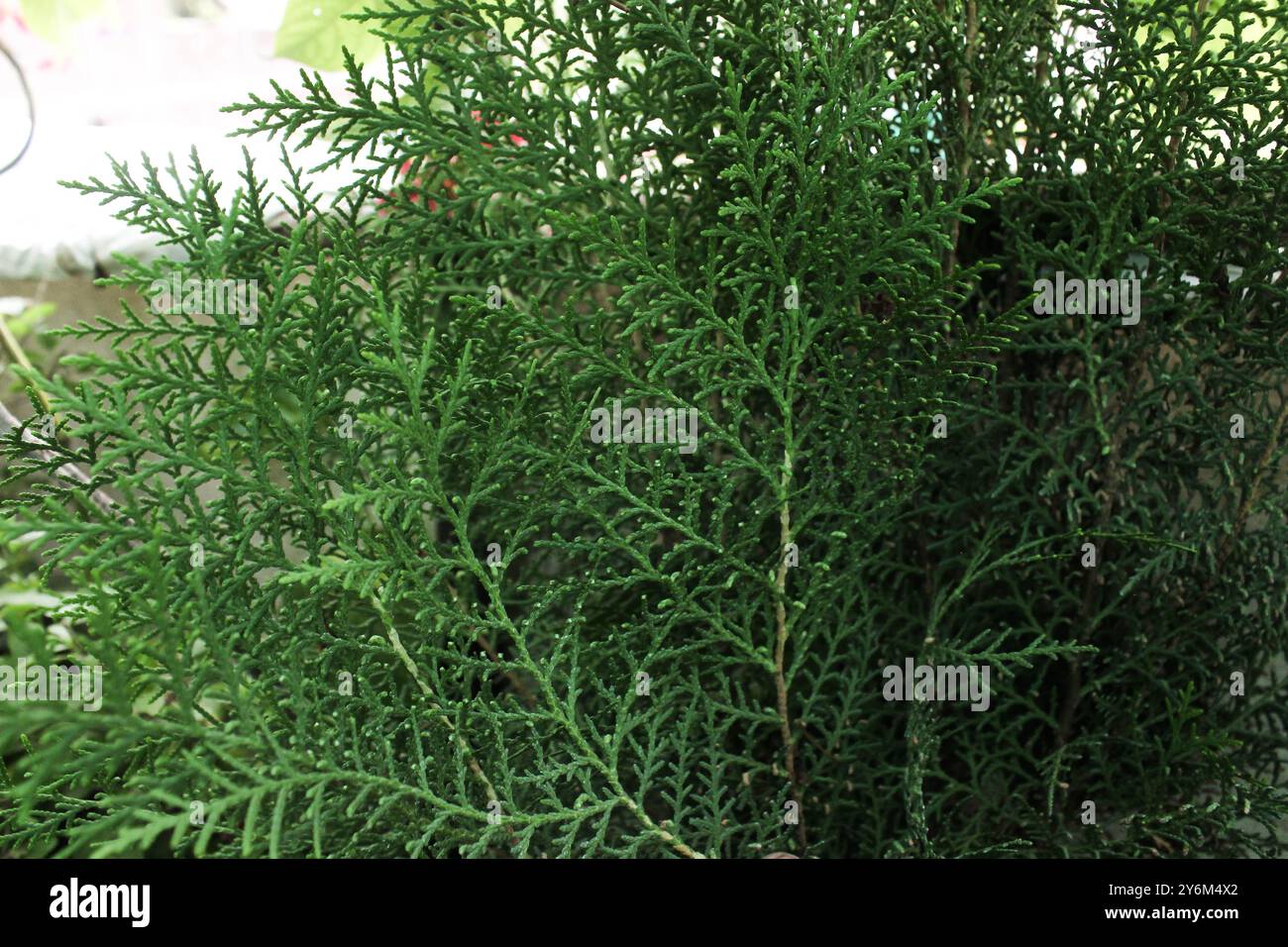 fresh green christmas leaves, branches of thuja trees on green ...