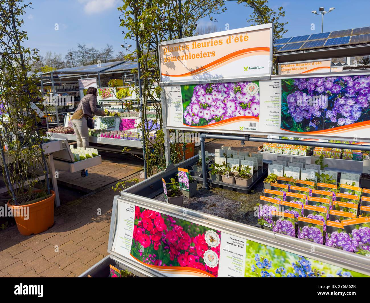 Section plant hi-res stock photography and images - Alamy
