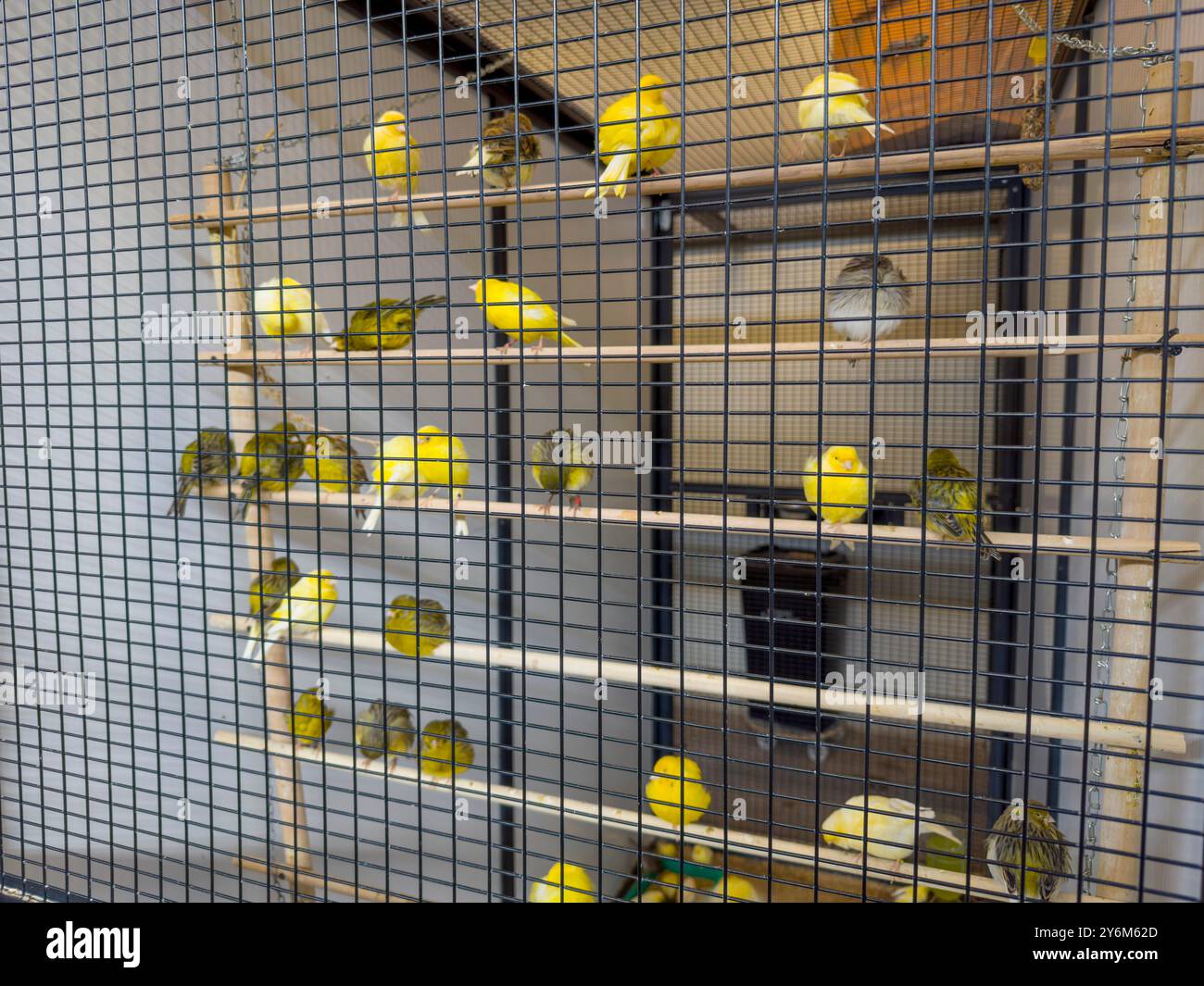 Canaries in a cage hi-res stock photography and images - Alamy
