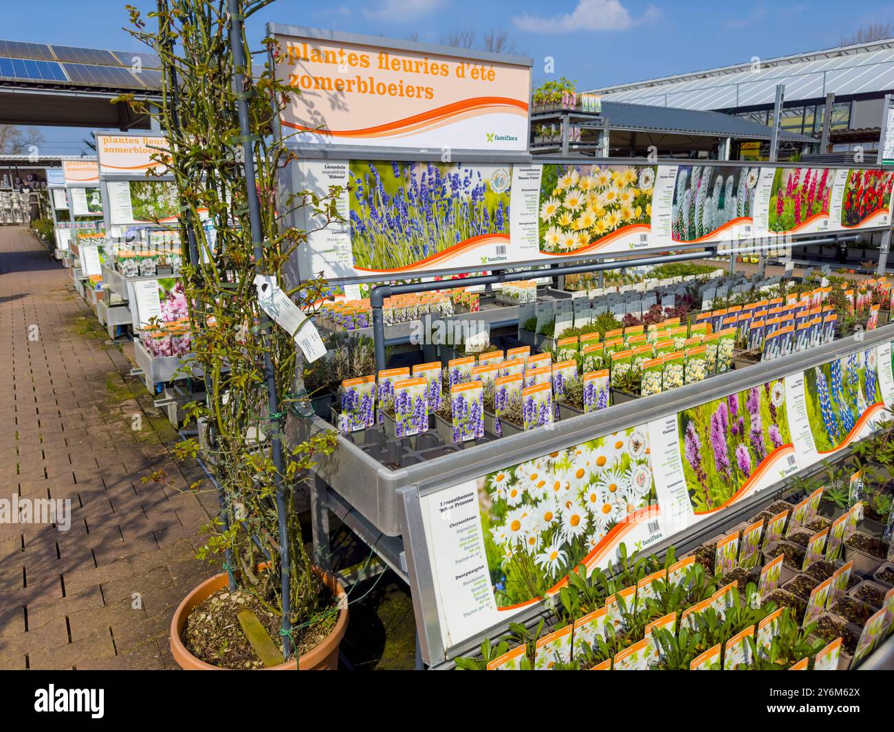 Flowering plant section in a garden center Stock Photo - Alamy
