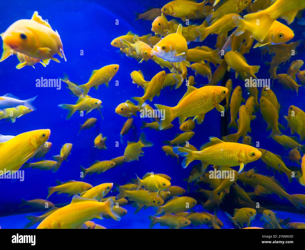 Aquarium trade fish hi-res stock photography and images - Alamy
