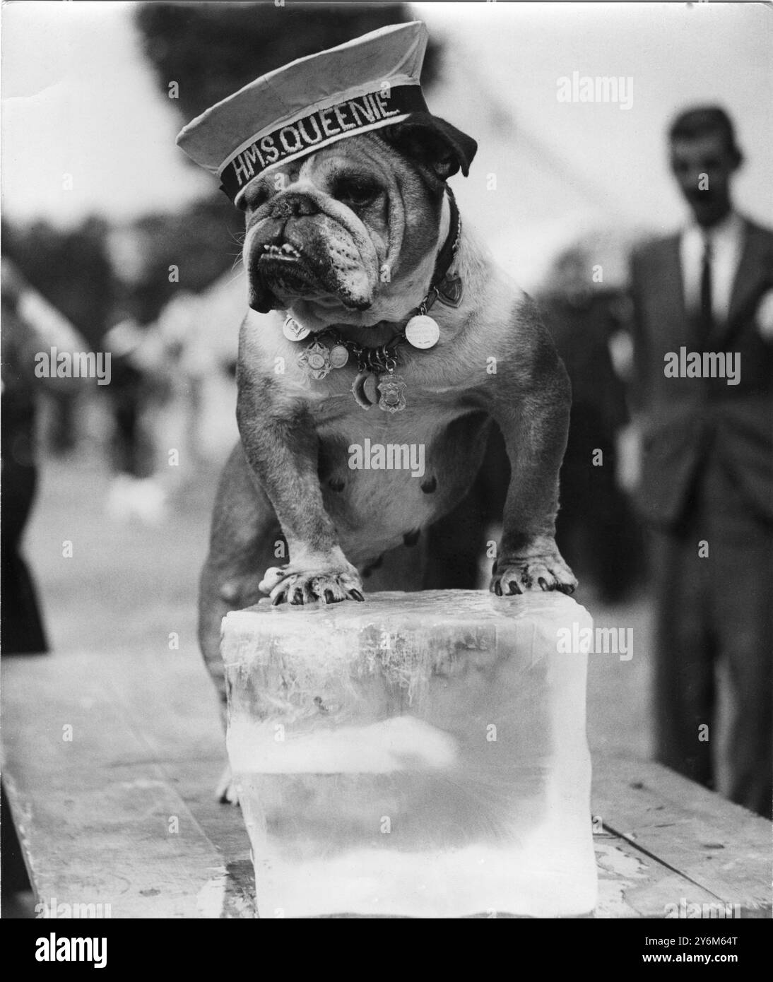 Famous bulldog Queenie keeps her feet cool on a block of ice. She is ...