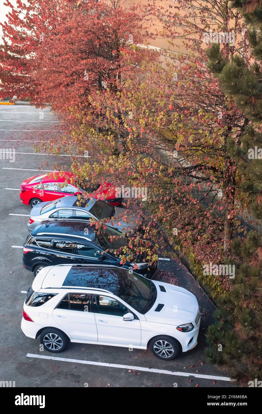 Cars parked in the parking lot. Closeup of rear view of cars with other ...