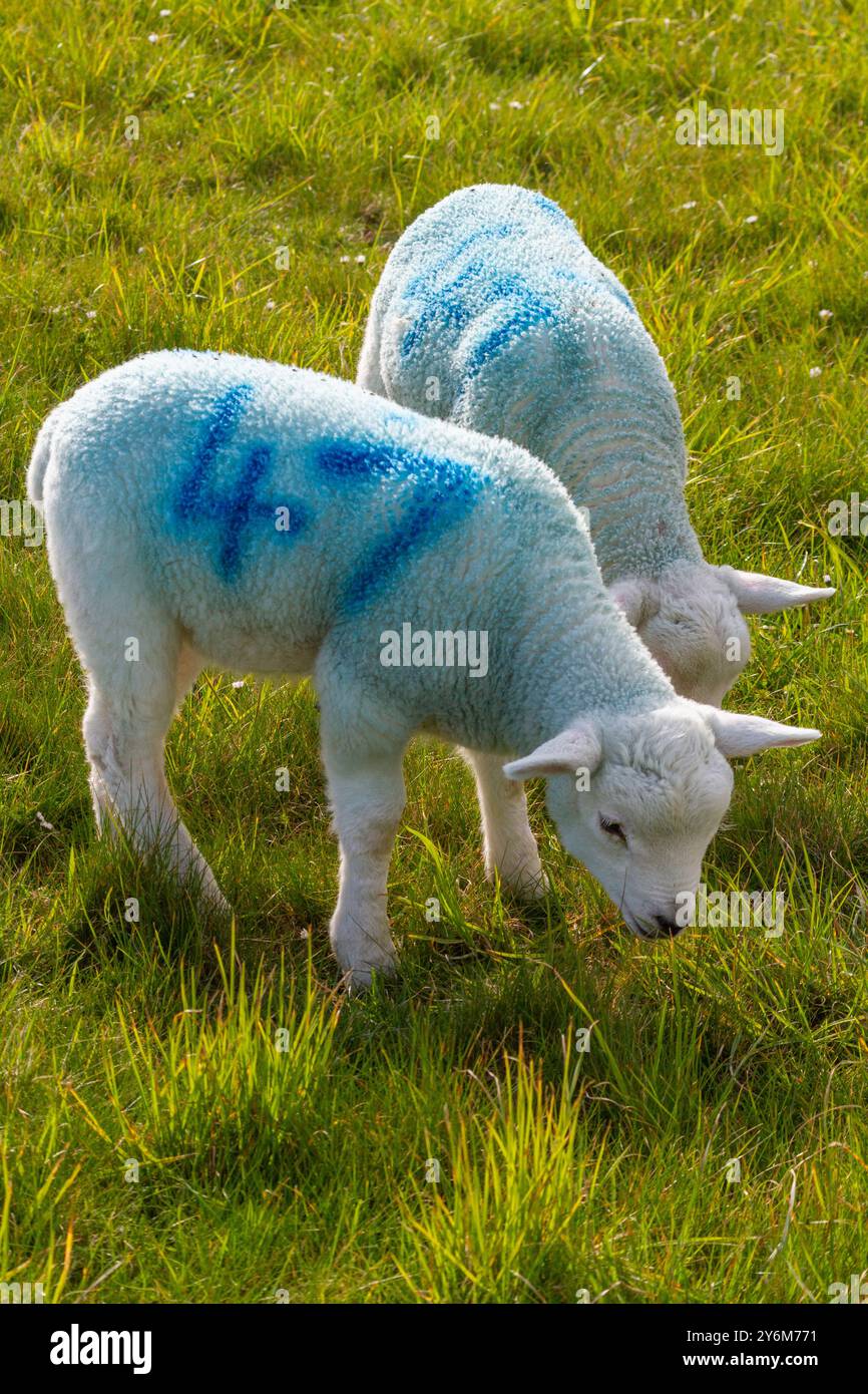 Large slaughterhouse hi-res stock photography and images - Alamy
