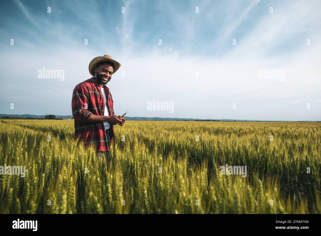 Young farmer is examining crops in his growing wheat field Stock Photo ...