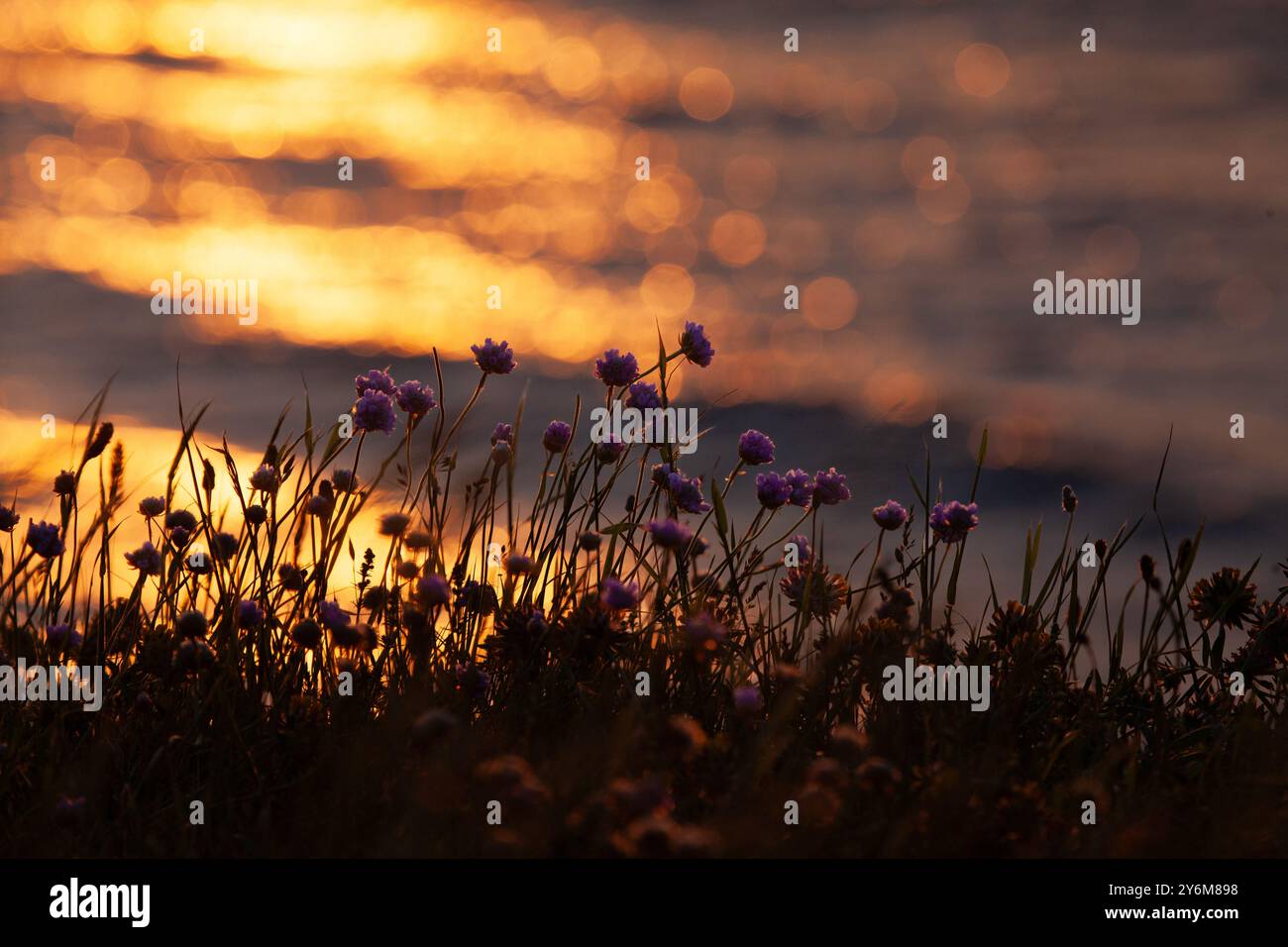 Coastal flowers growing on a cliff overlooking the ocean Stock Photo ...