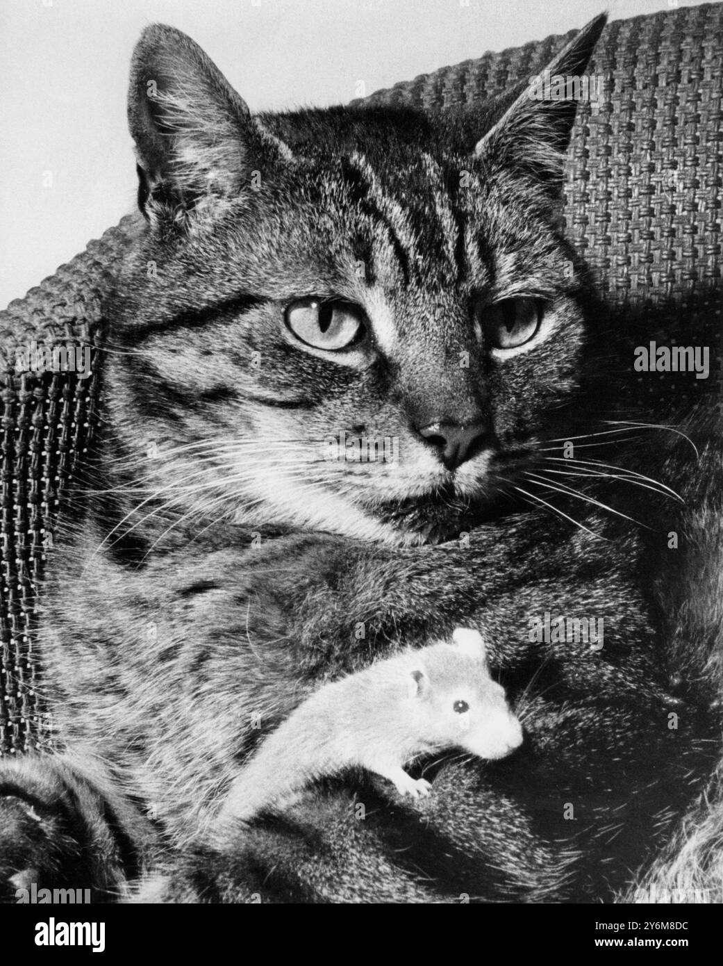 Wild night out Black and White Stock Photos & Images - Alamy