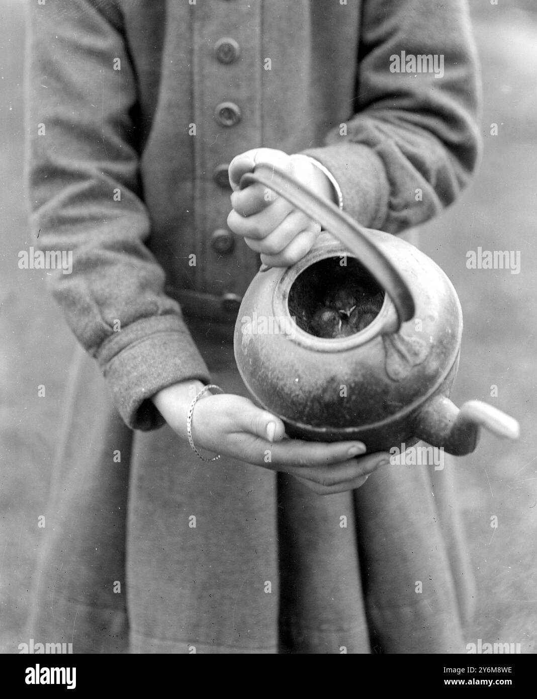 Old bird builds at nest Black and White Stock Photos & Images - Alamy