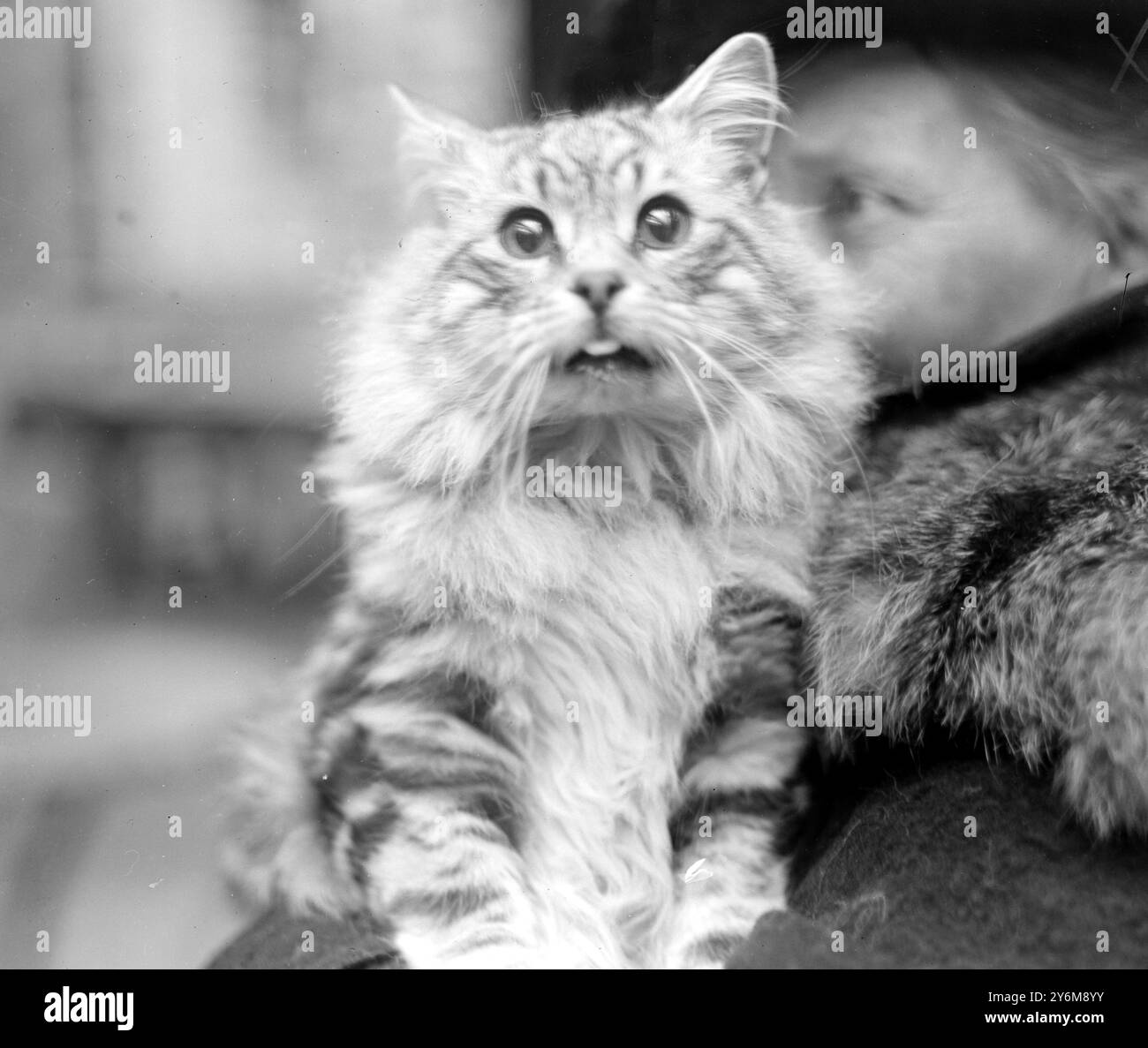 National Cat Club's Show at Crystal Palace. Sent to Miss H.M. Roberts ...
