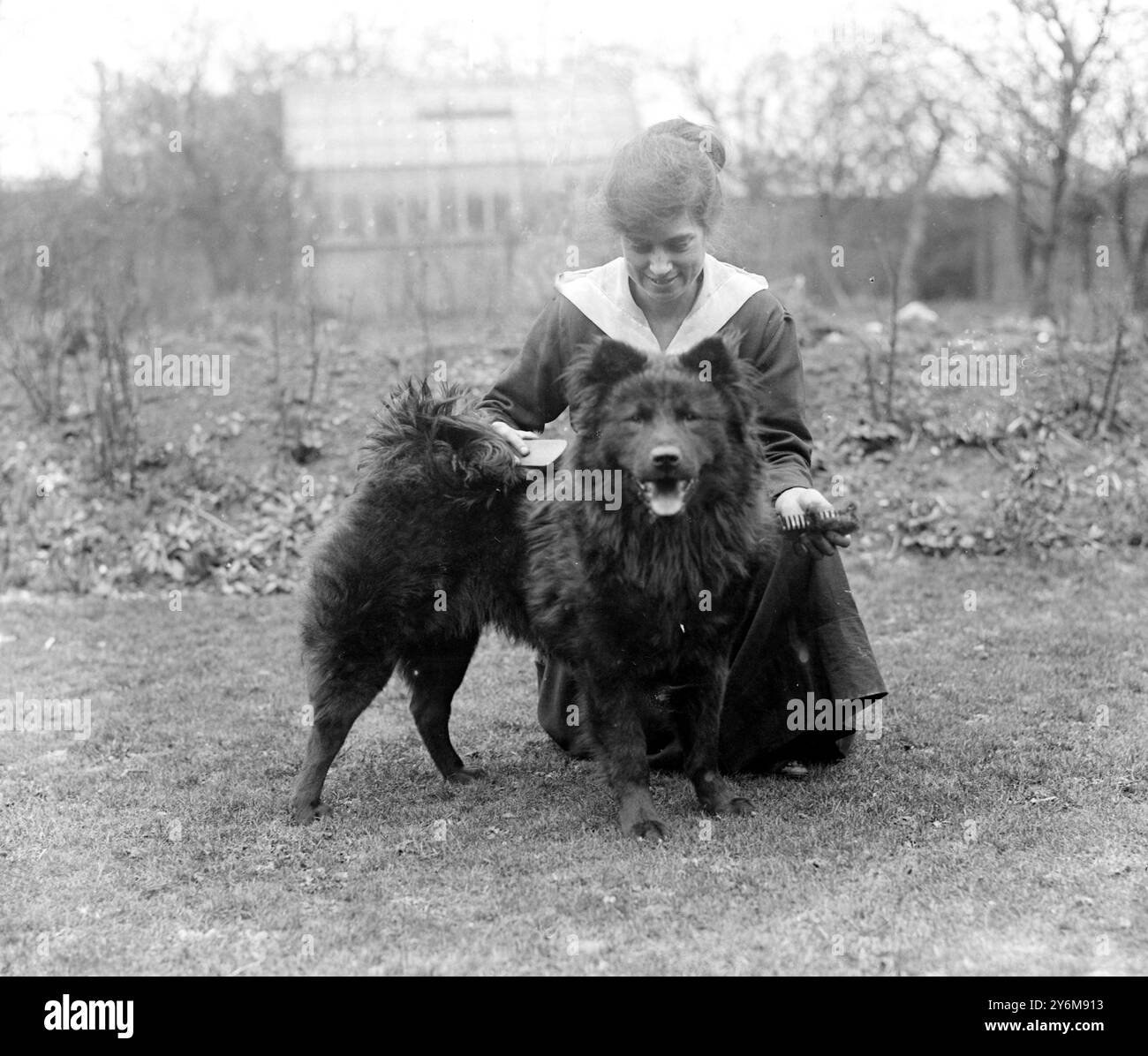 The Alfieri Chow "Peter". 14 February 1918 Stock Photo - Alamy