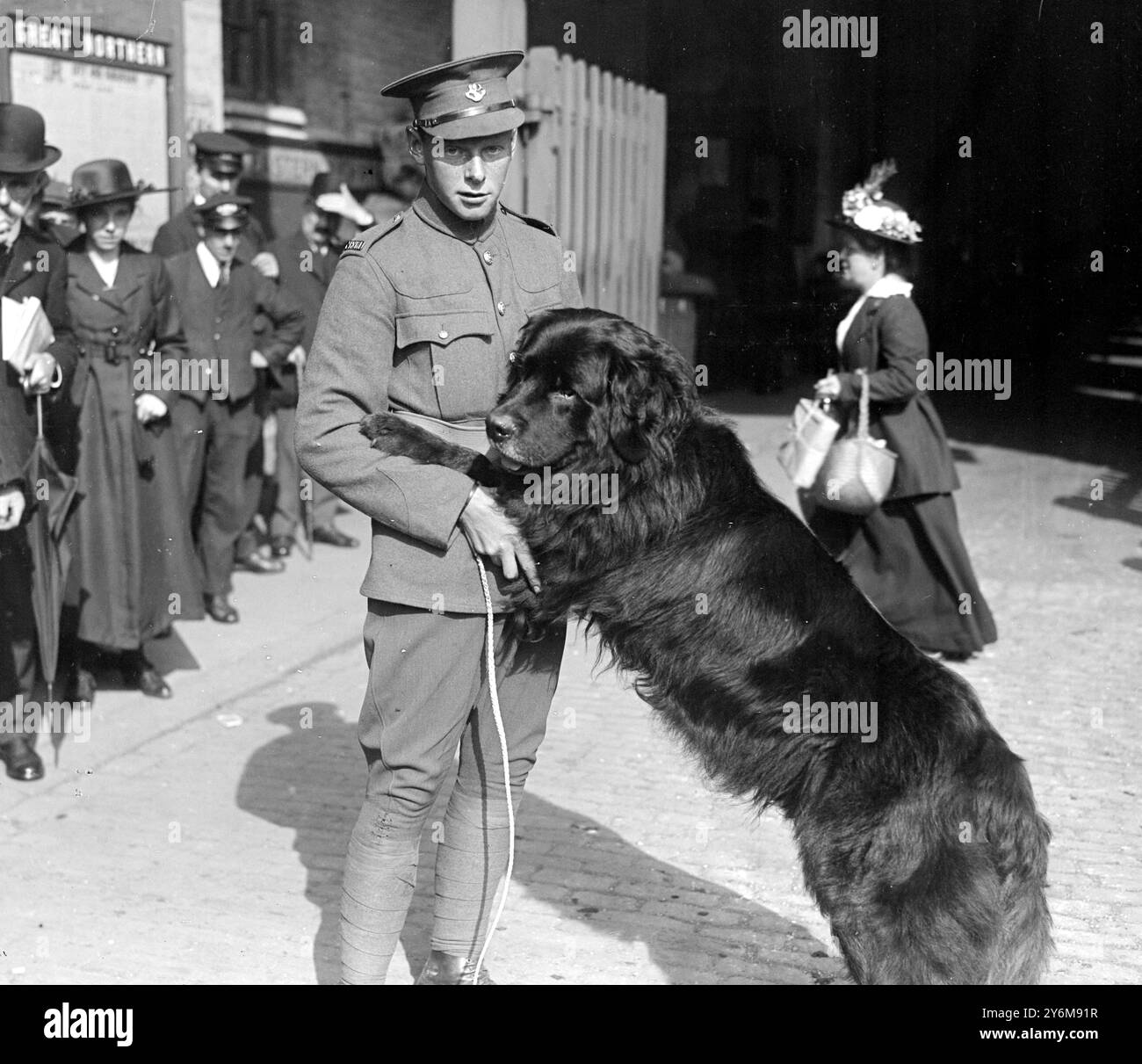 'Sable Chief' the mascot of the Newfoundland Regiment 12 September 1917 ...
