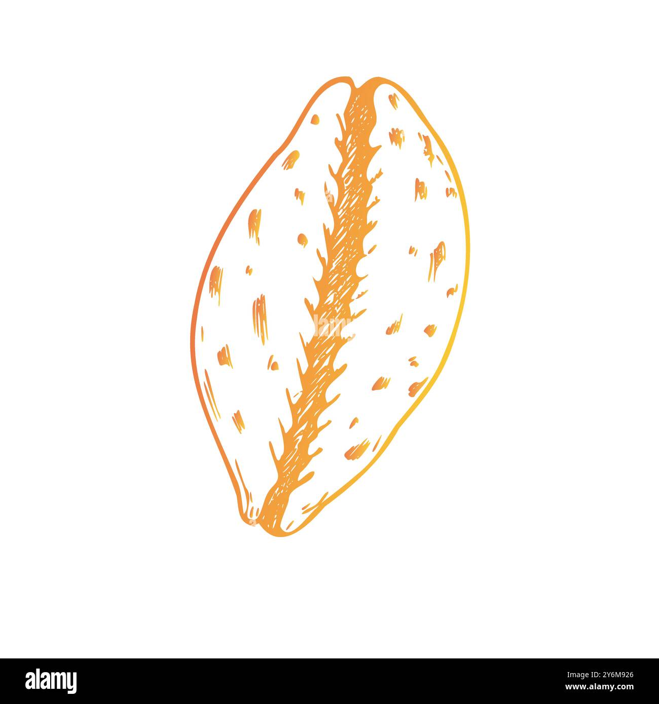 Vector beautiful shell. Hand painted line seashell. Graphic clip art ...
