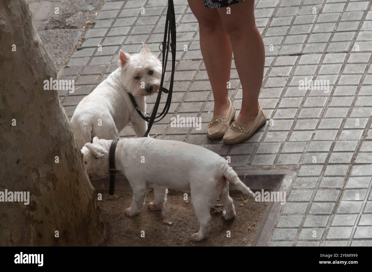 dogs are used in interact with humans a dog in interaction to humans ...