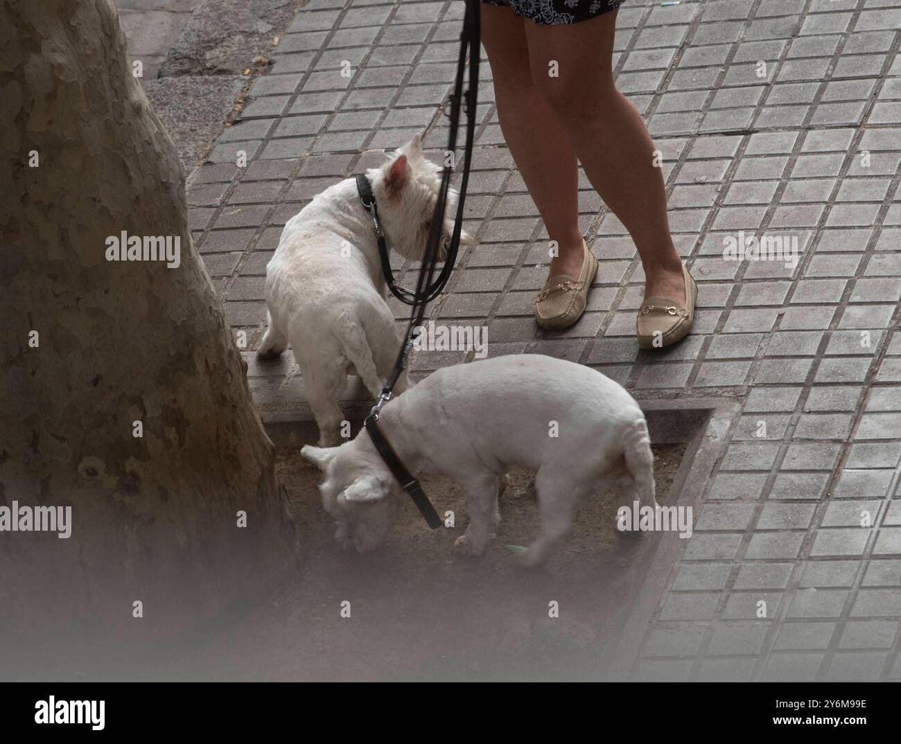 dogs are used in interact with humans a dog in interaction to humans ...