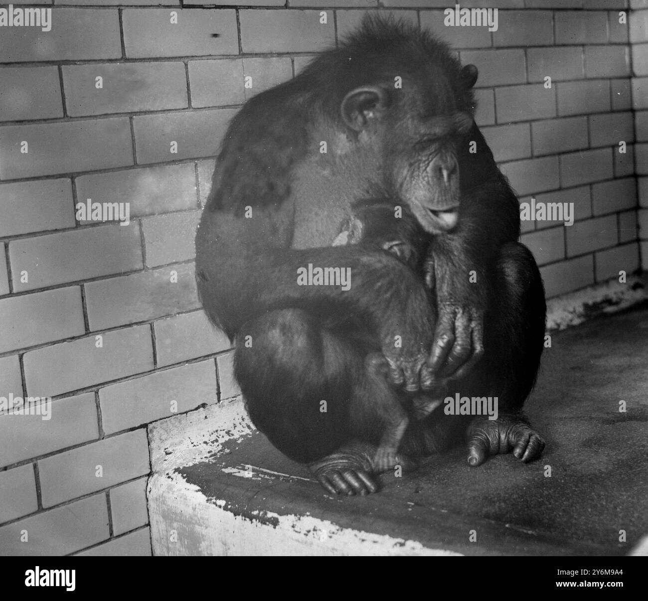 The Zoo (London). "Boo-Boo", the Zoo Chimpanzee, and her baby "Jubilee ...