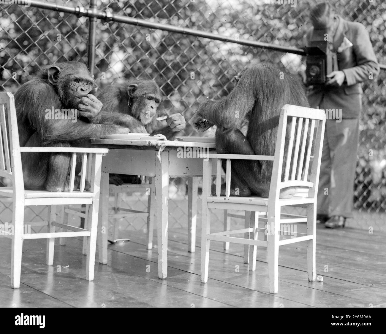 The Zoo (London). The Chimpanzees tea party Stock Photo - Alamy