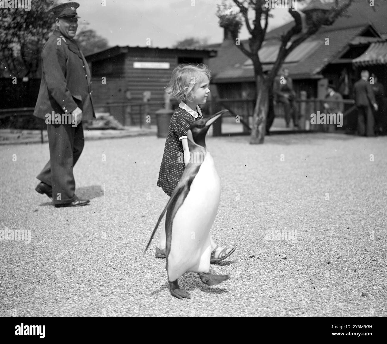Pets Corner at the Zoo. A little visitor takes a walk with Percy, the ...