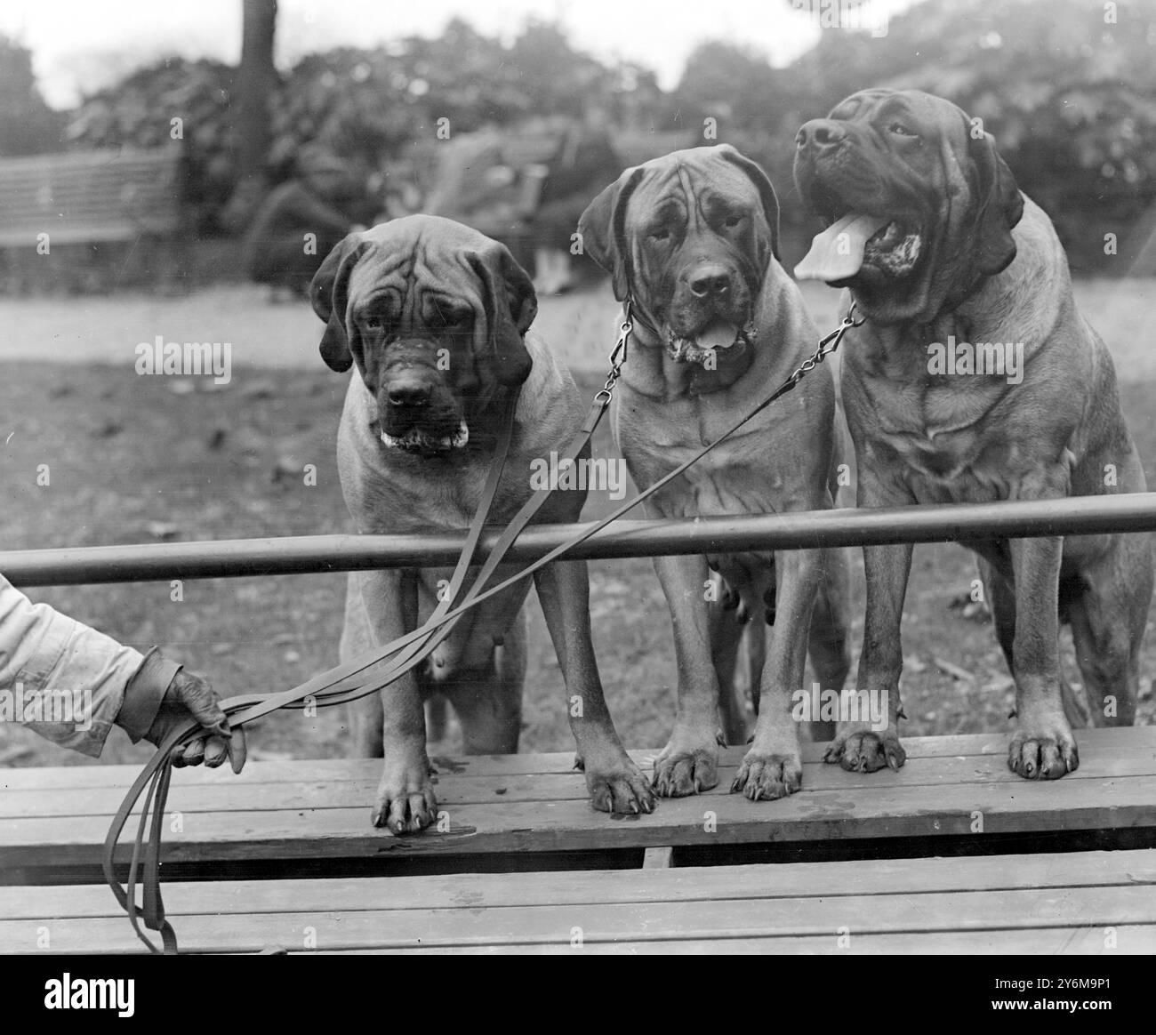 Royal Veterinary College Dog Show at the Crystal Palace. Mr R.H. Thomas ...