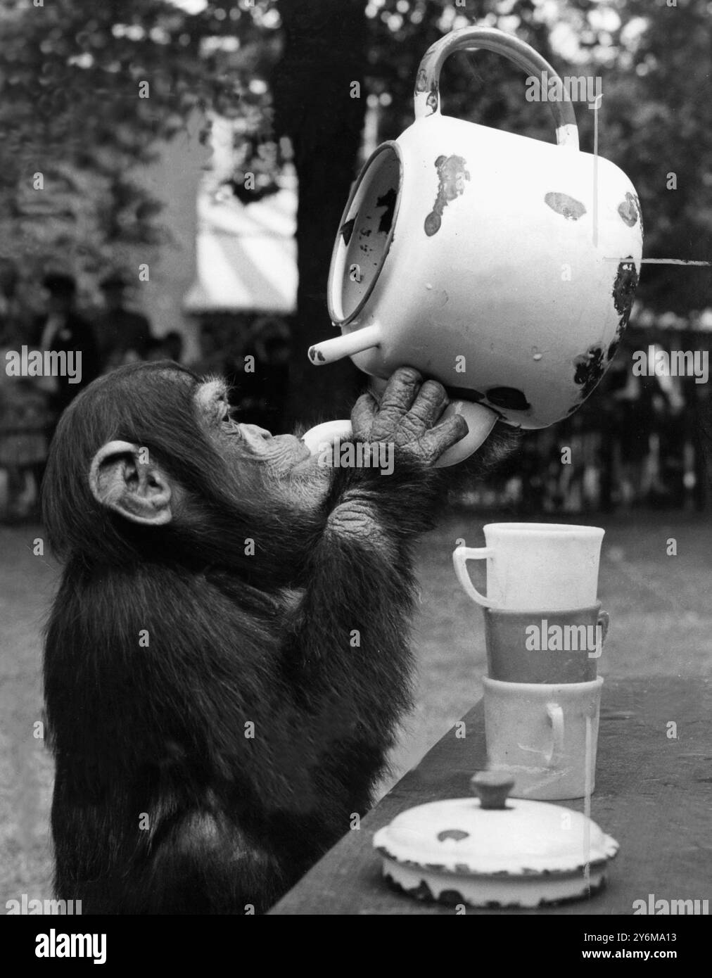 Josie Takes Tea - attraction at London Zoo summer 1961 5 June 1961 ...