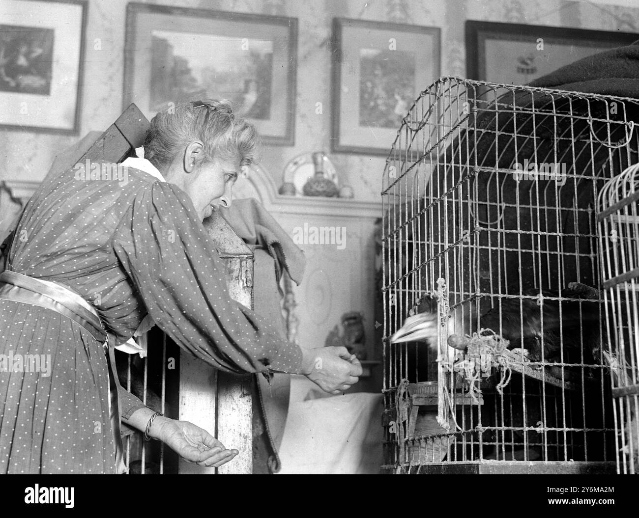 "Zoo" in a London residence Feeding an African Hornbill the Honourable ...