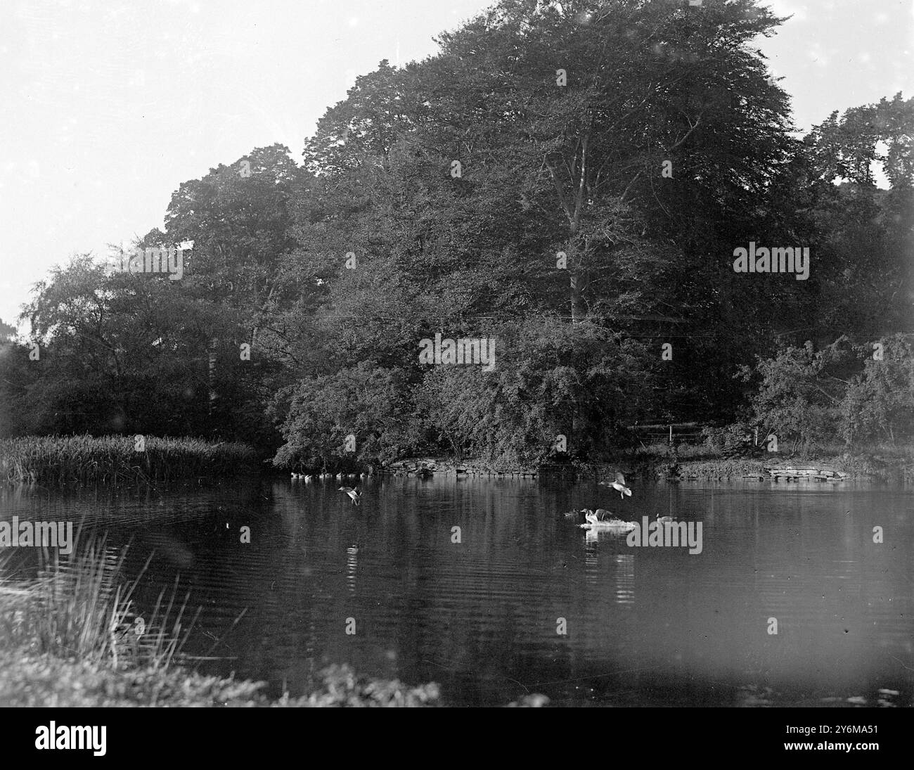 Lord Grey's Bird Sanctuary at Fallodon. Another view of Lord Grey's ...
