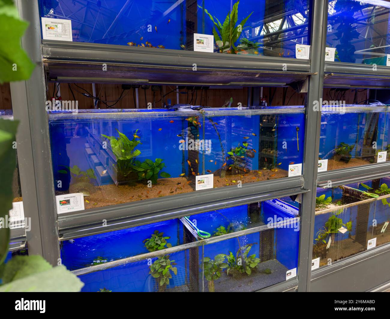 Aquarium for sale of fish in a garden center Stock Photo - Alamy