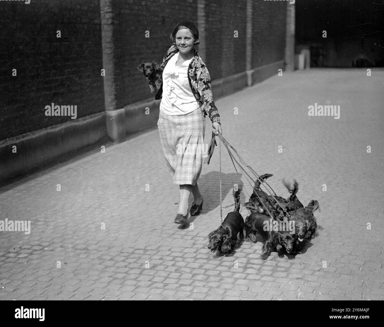 Dachshund Show at Tattersall's. Major G. Maitland Meynell's long haired ...