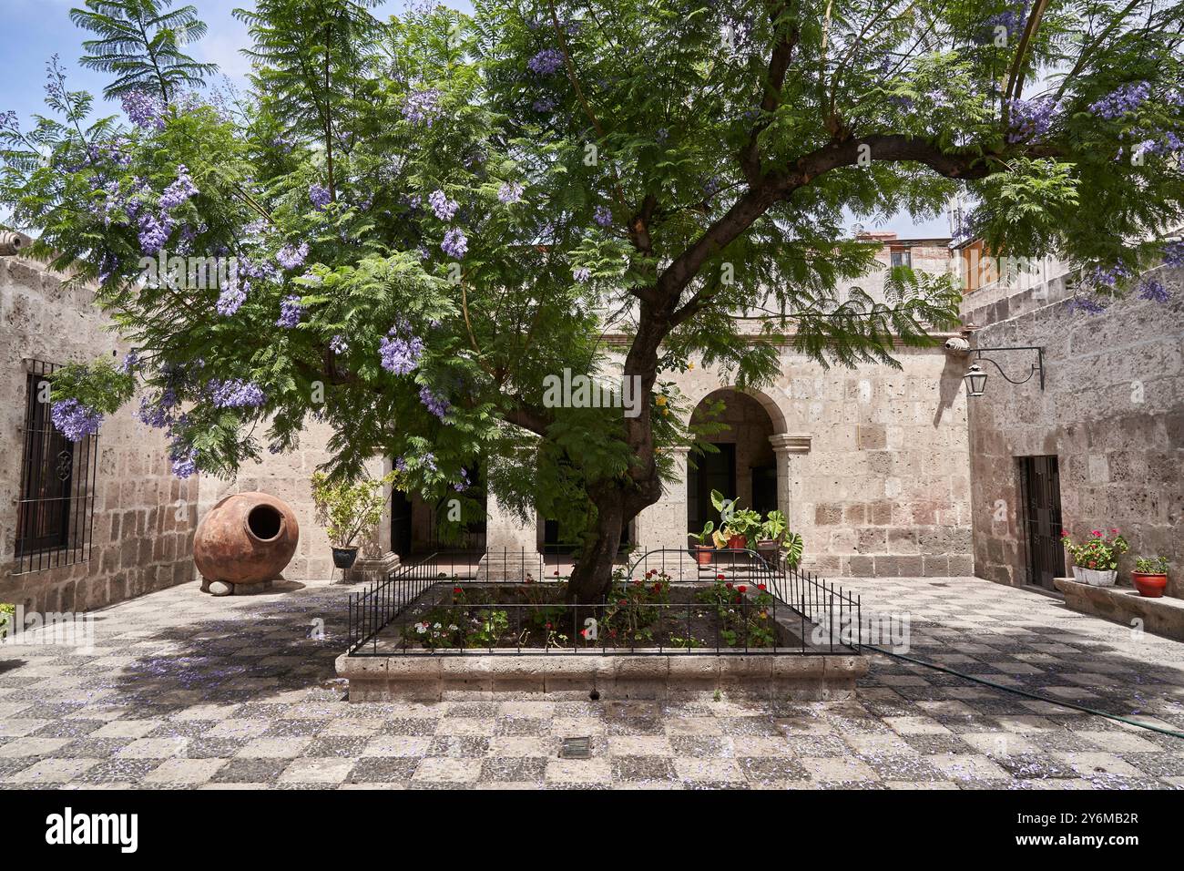 A serene courtyard in Arequipa, Peru, featuring a blooming jacaranda ...