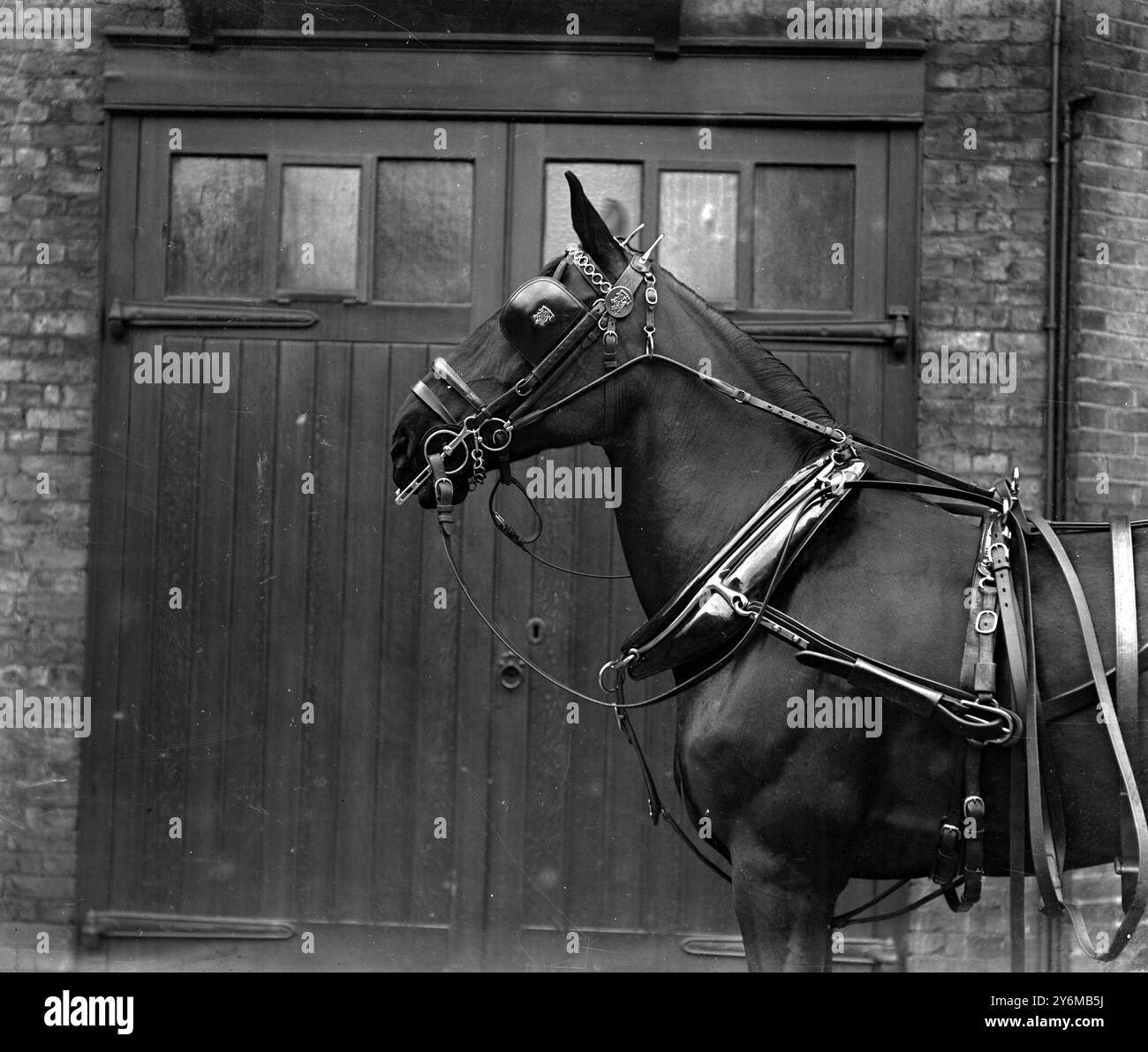 The Bearing rein Stock Photo - Alamy